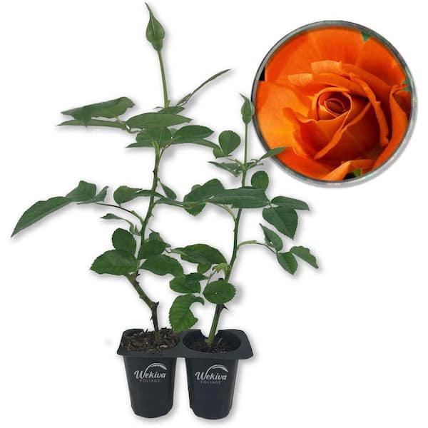 Wekiva Foliage Pumpkin Patch Rose Bush-2 Live Starter Plants in 2 in ...