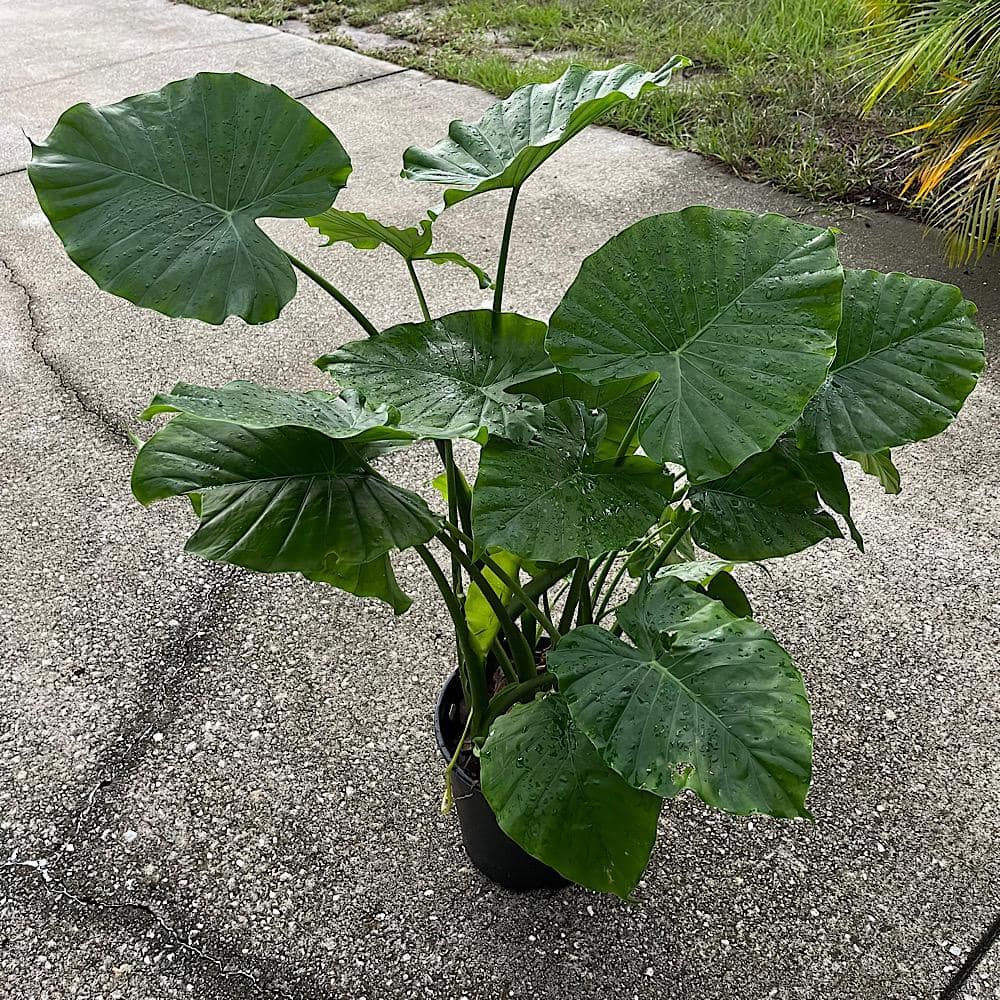OnlinePlantCenter 3 Gal. Giant Upright Elephant Ear Non-Flowering Shrub ...