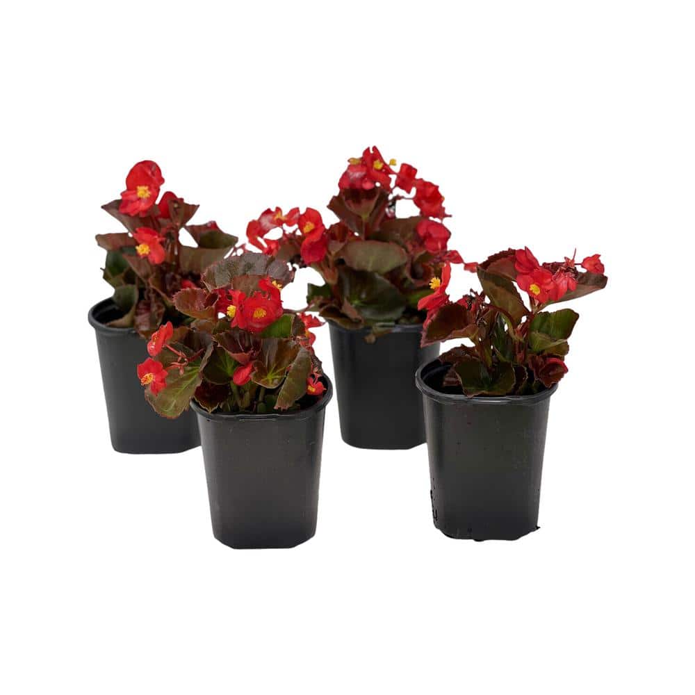 Pure Beauty Farms 1.38 Pt. Begonia Bronze Leaf Scarlet Flower in 4.5 In ...