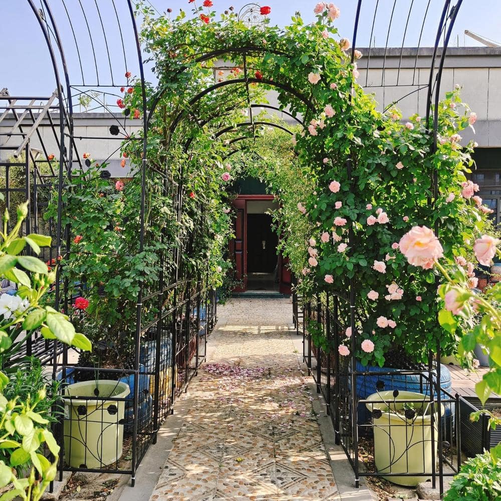 AUTMOON 79.5 in. x 86.6 in. Metal Garden Arch with Gate, Metal Trellis ...