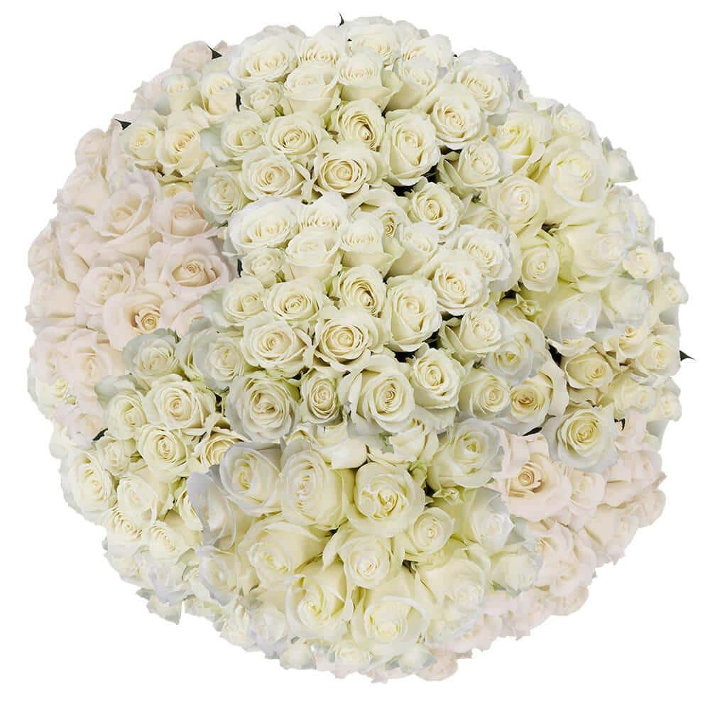 Globalrose 100 Assorted White Roses- Fresh Flower Delivery ...