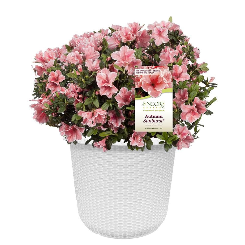 ENCORE AZALEA 2 Gal. Autumn Sunburst Azalea Shrub with Coral Pink with ...