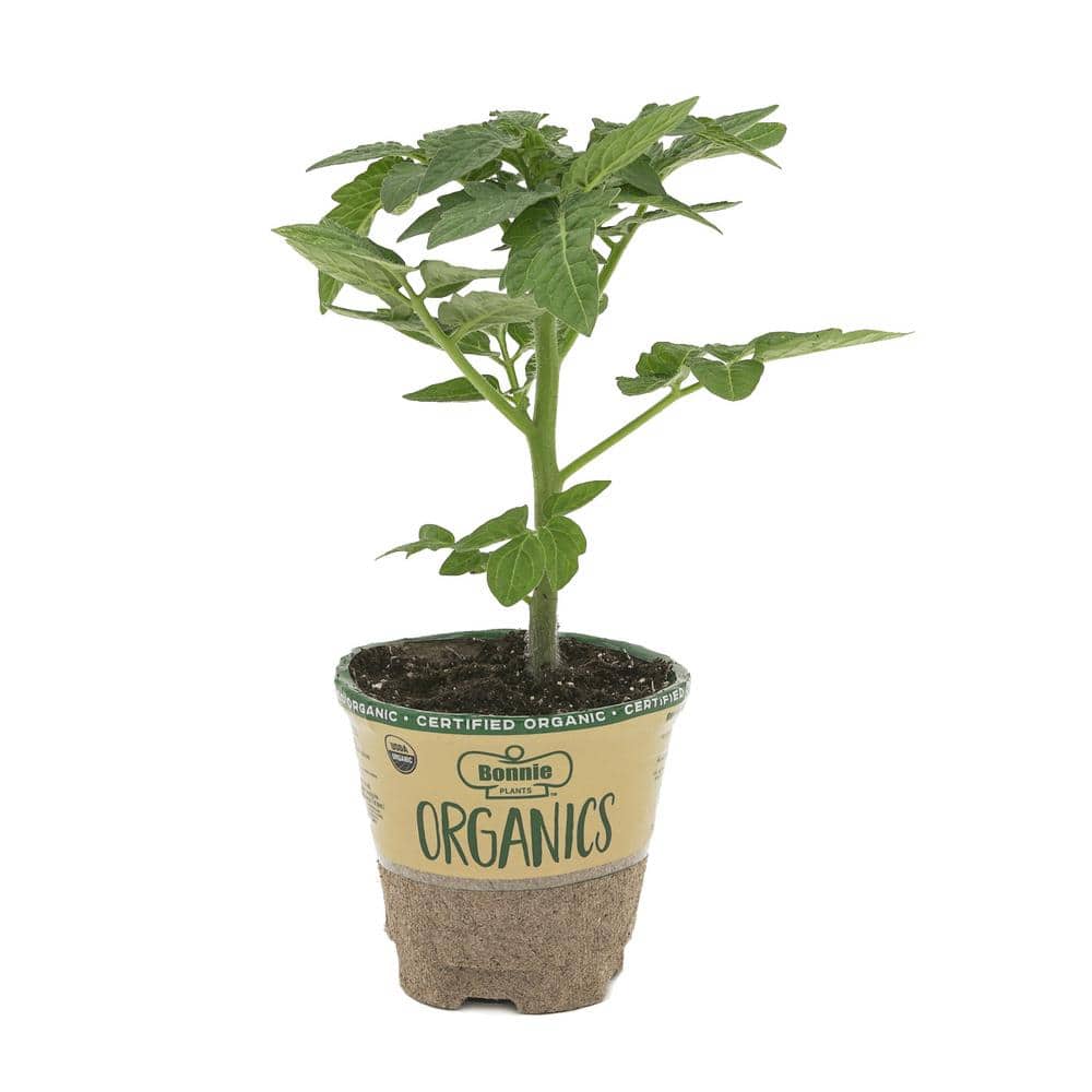 Bonnie Plants Organic Braveheart OR0298 - The Home Depot