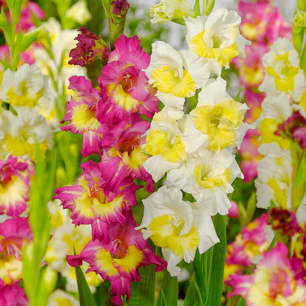 VAN ZYVERDEN Van Zyverden Gladiolus Vivid Harmony Blend Set of 15 Bulbs ...