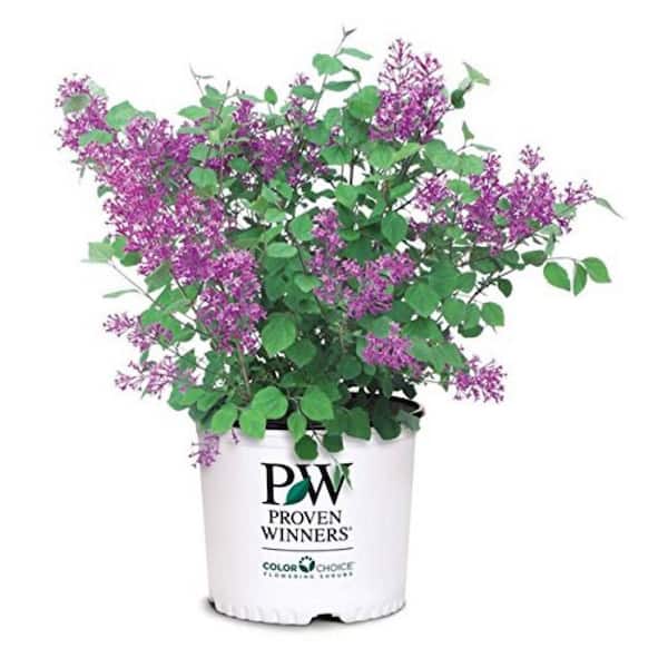 Reviews for PROVEN WINNERS 2 Gal. Bloomerang Dark Purple Lilac, Live ...