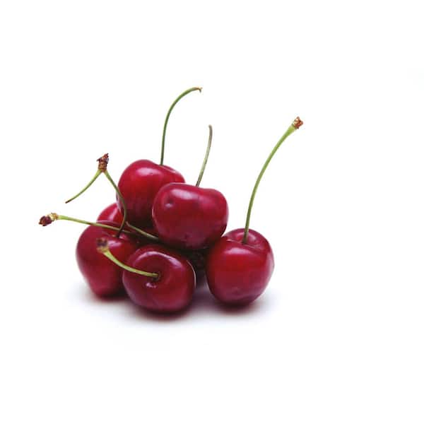 3 ft. Lapins Cherry Semi Dwarf Tree with Abundant | Ubuy Nepal
