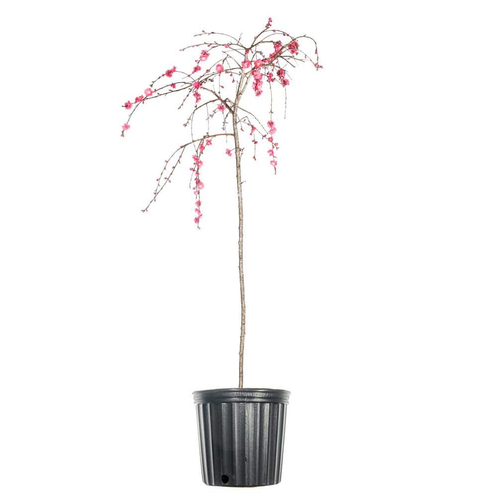 Perfect Plants 4-5 ft. Tall Pink Cascade Weeping Peach Tree in Grower's ...
