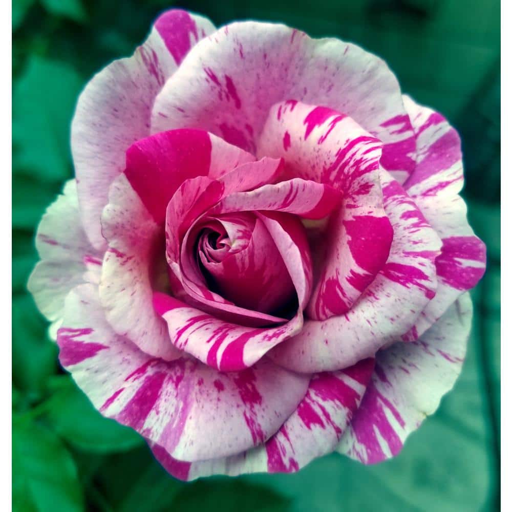 Spring Hill Nurseries Fly So High Climbing Rose Dormant Bare Root Shrub ...