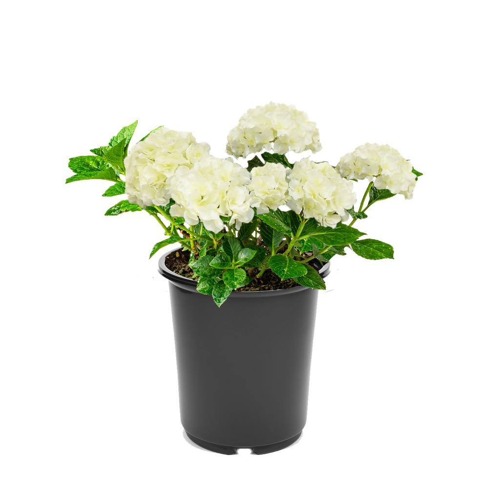 2.5 qt. Perennial Hydrangea macrophylla White (4-Pack) 2204 - The Home Depot