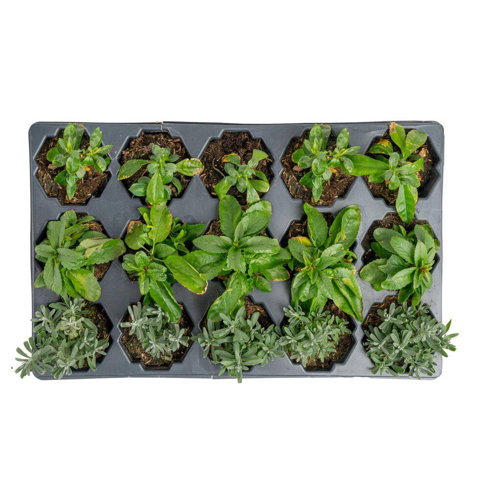 Costa Farms Starter Spring Perennial Garden for Sun Plants in Mesh ...