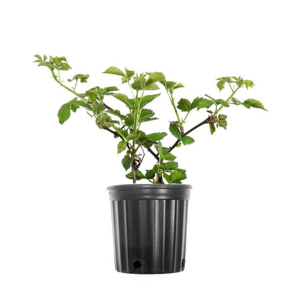 Perfect Plants 1 Gal. Arapaho Blackberry Bush in Grower's Pot, Large ...
