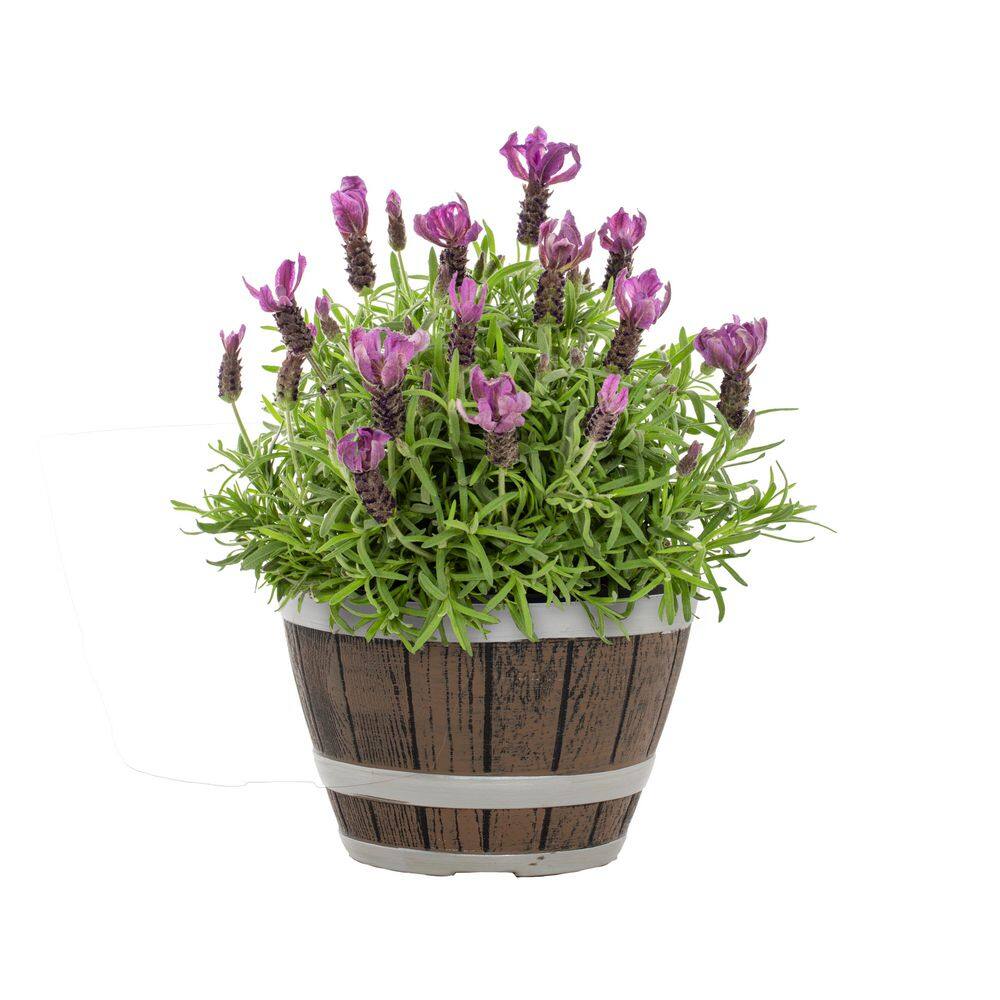 METROLINA GREENHOUSES 1 Gal. Lavender 'Primavera' in Decorative Planter ...