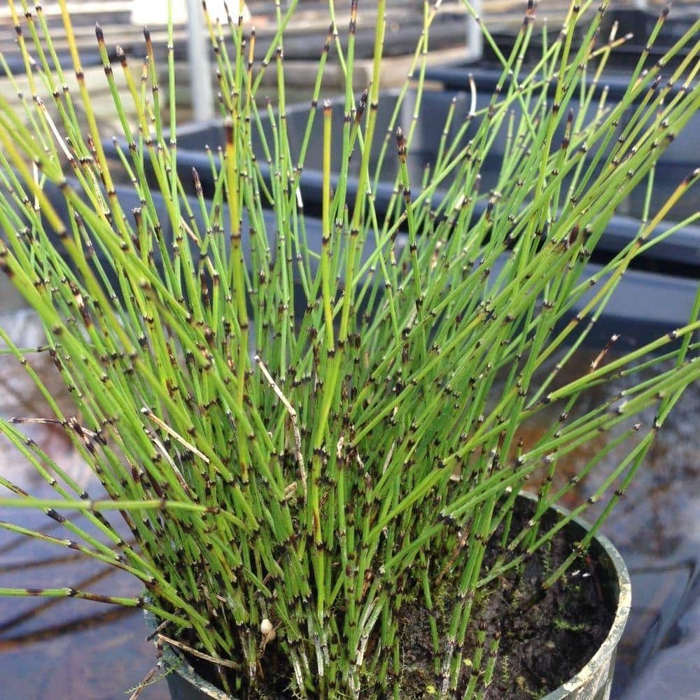 GIVHANDYS INC 4 in. Potted Bog/Marginal Dwarf Horsetail Reed Pond Plant ...