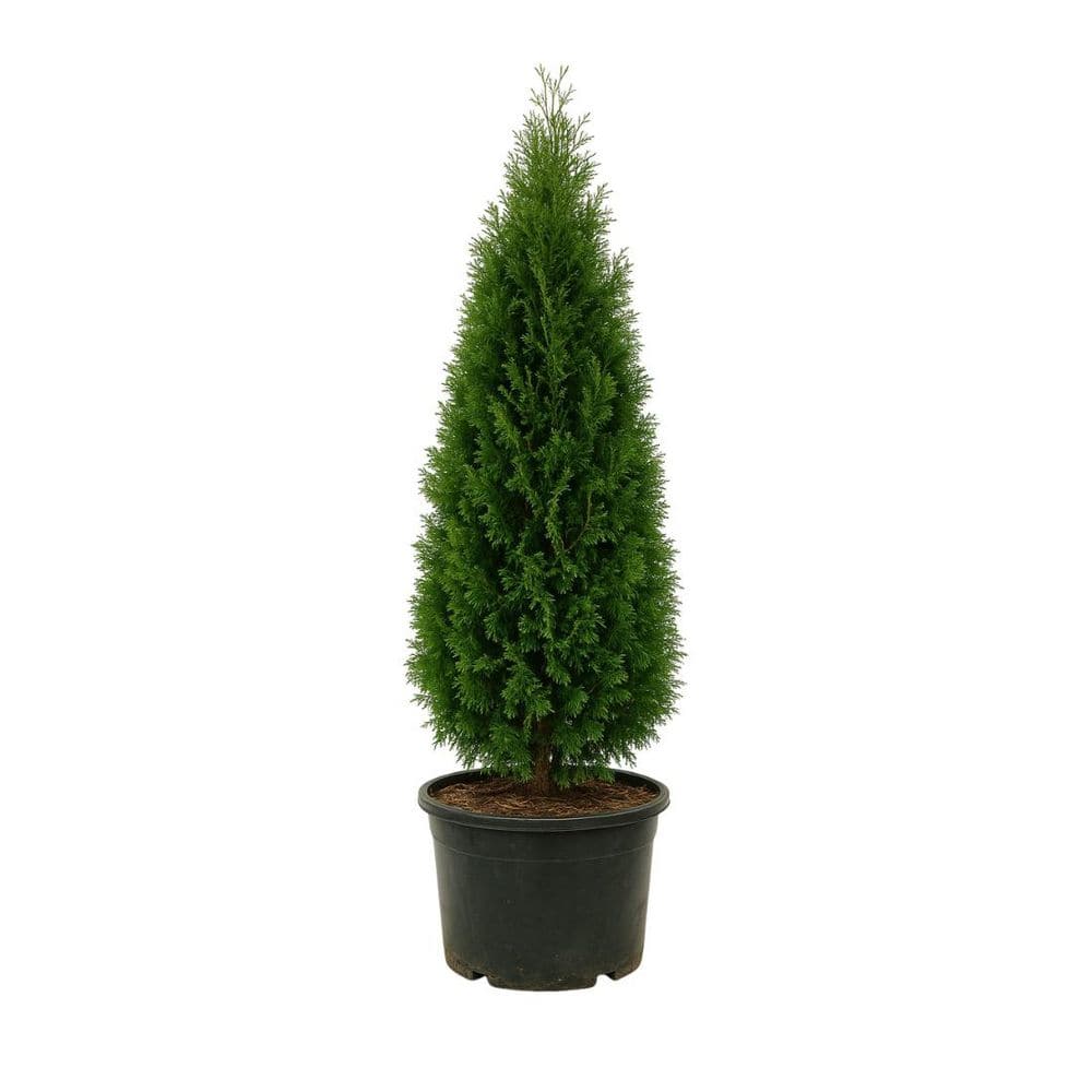 15 Gal. Green Giant Arborvitae Live Tree 07250115 - The Home Depot