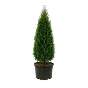 Brighter Blooms 4 ft. to 5 ft. Tall 5 Gal. Italian Cypress Evergreen ...