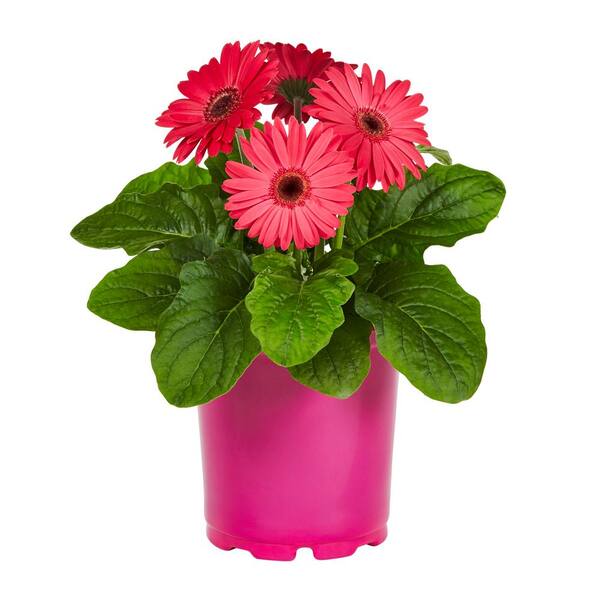Gerbera Flower Cultivation In Greenhouse Cost | Best Flower Site