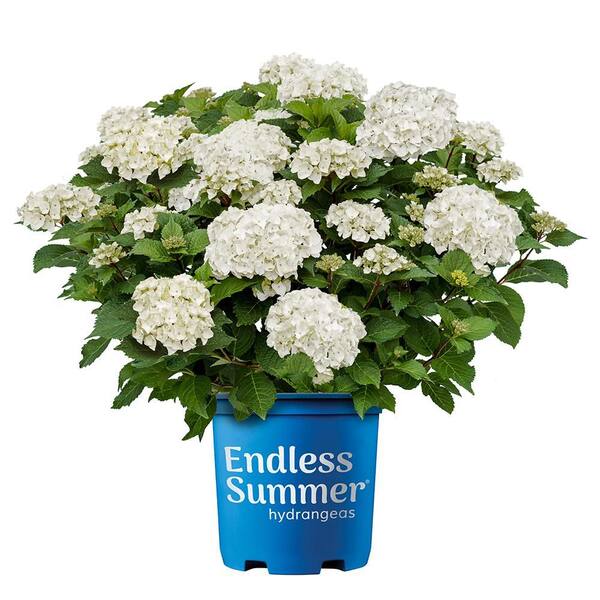 PROVEN WINNERS 5 Gal. Puffer Fish Hydrangea Shrub 18213 - The Home Depot