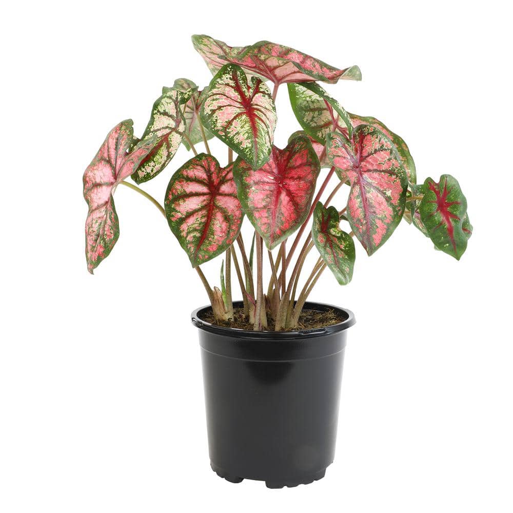 ALTMAN PLANTS Pink and Green Caladium Strap Leaf Outdoor Garden Annual ...