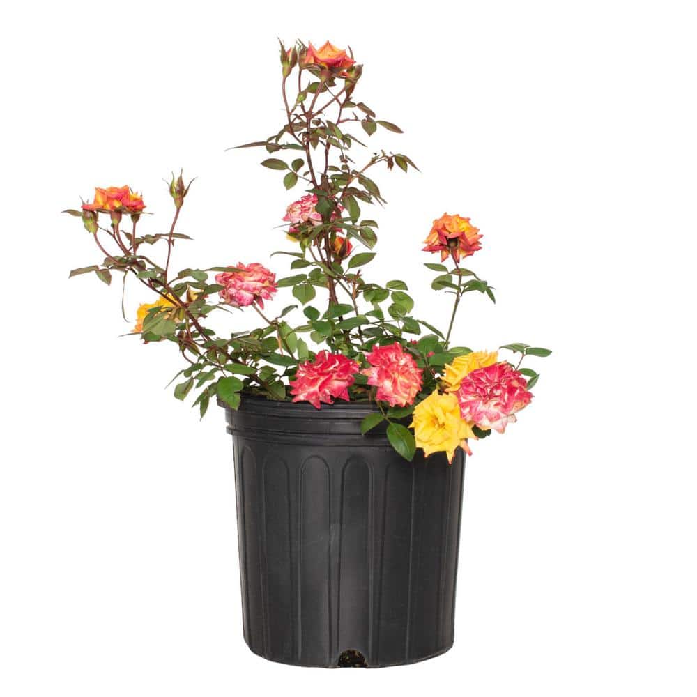Sunblaze 2 Gal. Sunblaze Rainbow Mini Rose Bush with Yellow-Orange-Red ...