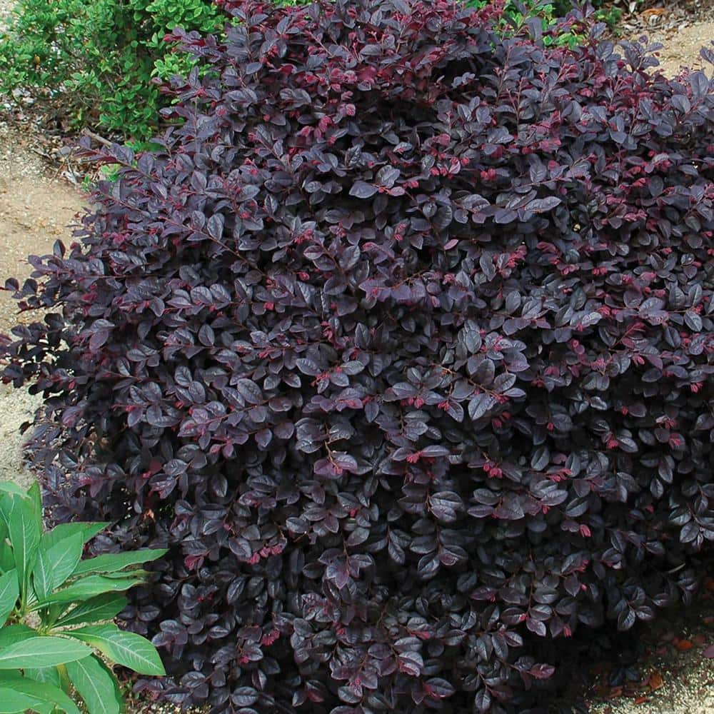 national PLANT NETWORK 3 gal. Loropetalum Cerise Charm Shrub with Red ...