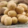 Garden State Bulb Yukon Gold Seed Potatoes for Planting (5 lbs. Bag ...