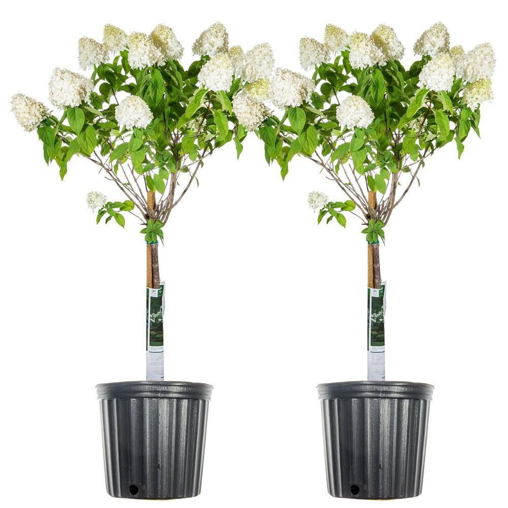 4 ft.- 5 ft. Limelight Hydrangea Tree (2-Pack) THD00035 - The Home Depot