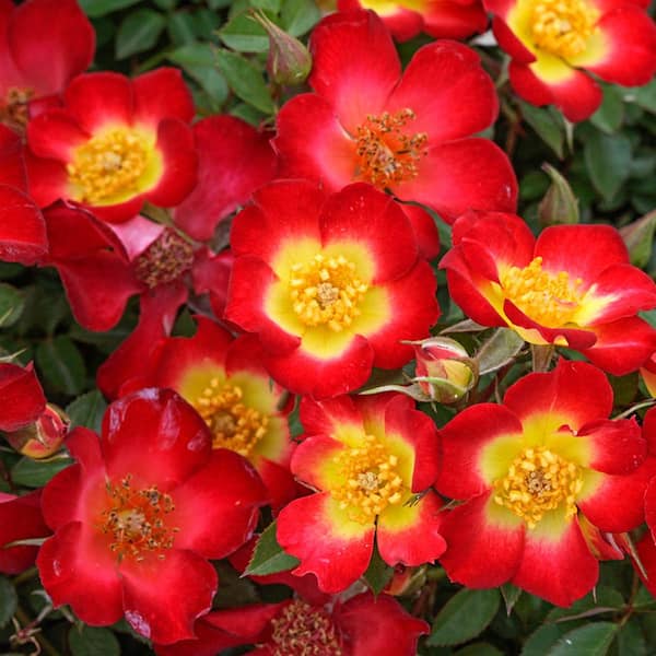 DIRECT GARDENING 1 Gal. Pot, Playful Happy Trails Groundcover Rose ...