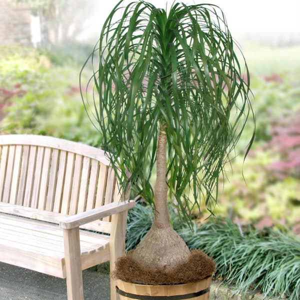 Ponytail Palm Tree