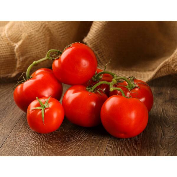 PROVEN WINNERS 4.25 in. Eco+Grande, First Lady II (Tomato) Live ...