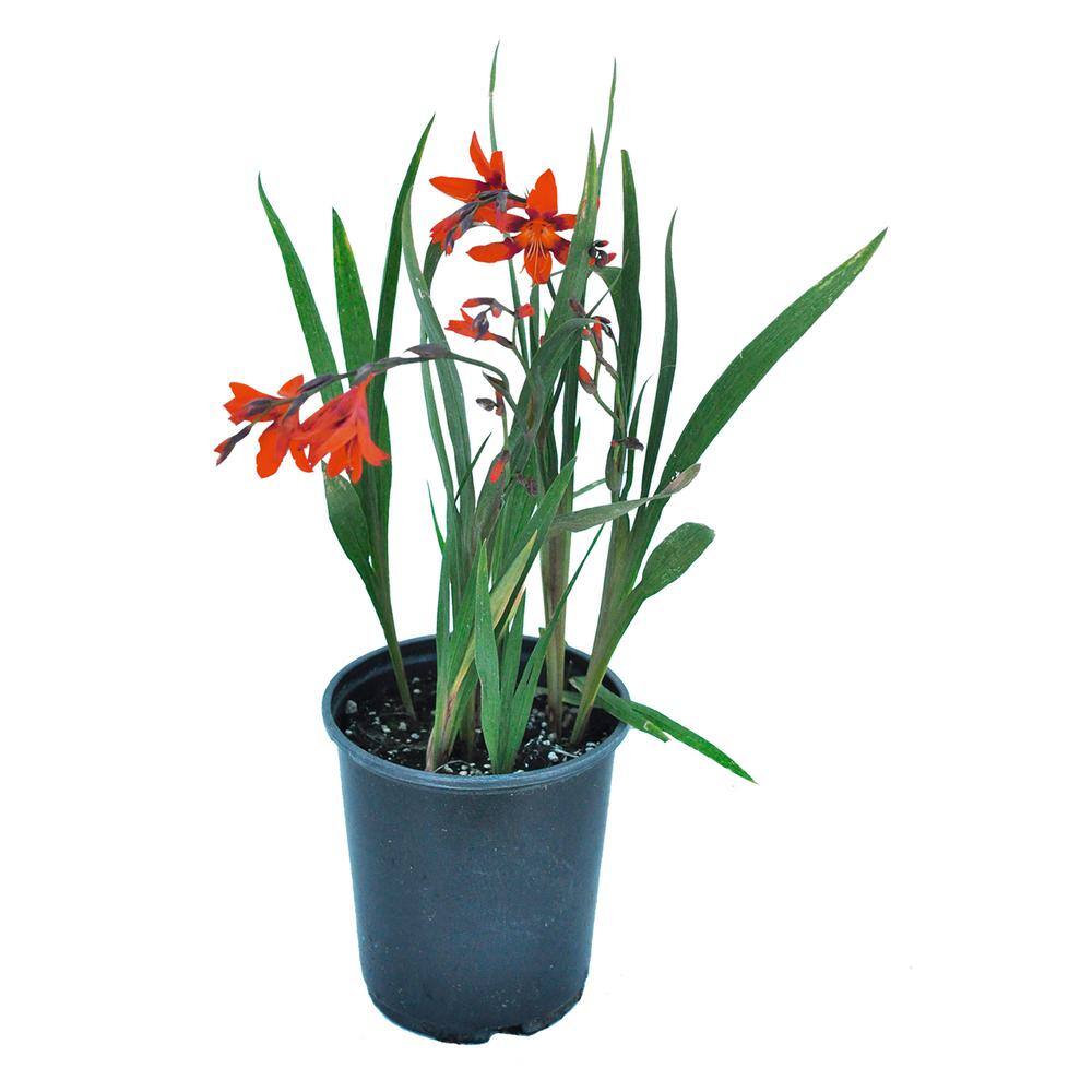 1.5 GL Crocosmia Carmin Brilliant Perennial Plant with Red-Orange ...