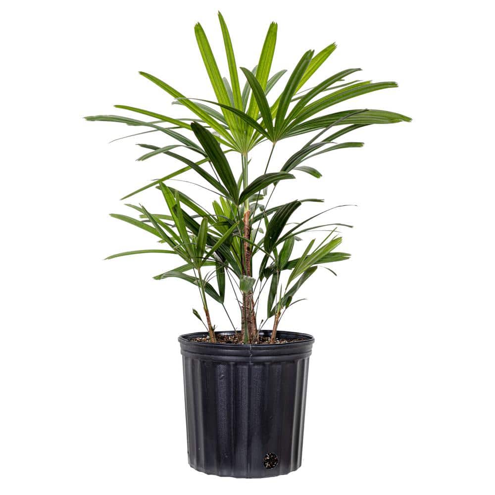 United Nursery Live Broadleaf Lady Palm Rhapis Excelsa in 10 in. Grower ...
