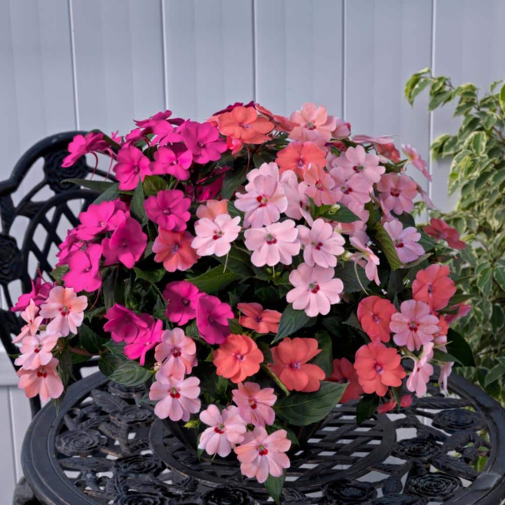 SunPatiens 2.5 In. Pinkerbelle SunPatiens Impatiens Outdoor Annual ...