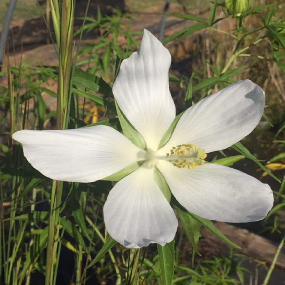 GIVHANDYS INC Givhandys 4 in. Potted Summer Snow White Mallow Bog ...
