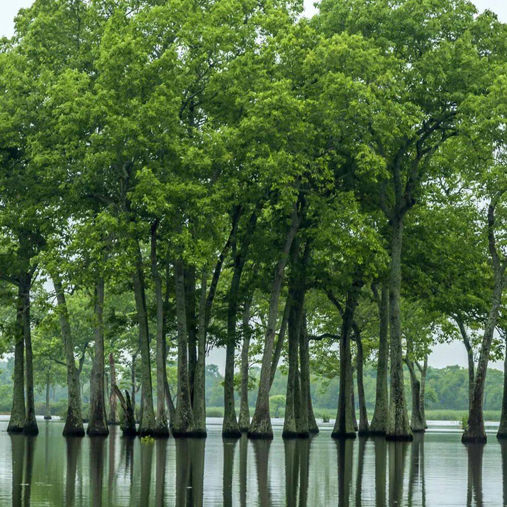 Wekiva Foliage Black Tupelo Tree-Live Tree in a 3 Gallon Pot-Nyssa ...