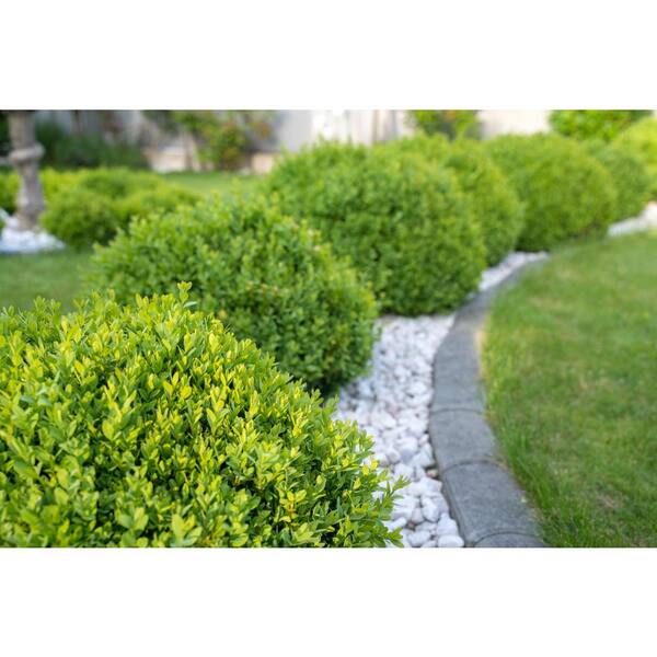 BELL NURSERY 3 Gal. Calgary Boxwood (Buxus Sempervirens) Live Evergreen ...
