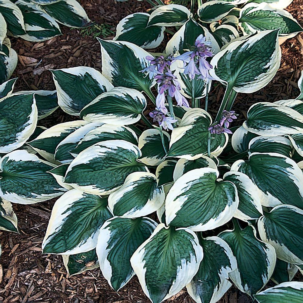 #1 Patriot White Variegated Hosta Plant 61 - The Home Depot