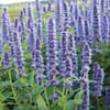 Spring Hill Nurseries 3 in. Pot, Blue Flowers Blue Fortune Hummingbird ...