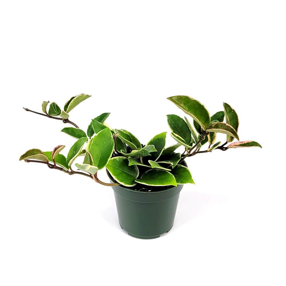 national PLANT NETWORK 4 in. Hoya Krimson Queen Plant in Grower ...