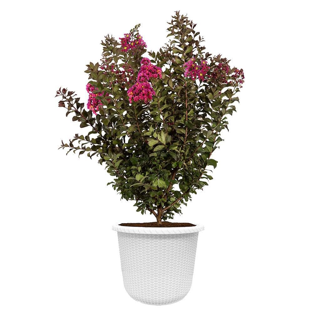FIRST EDITIONS 2 Gal. Plum Magic Crape Myrtle Tree with Fuchsia Pink ...