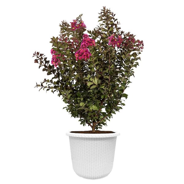 FIRST EDITIONS 2 Gal. Plum Magic Crape Myrtle Tree with Fuchsia Pink ...