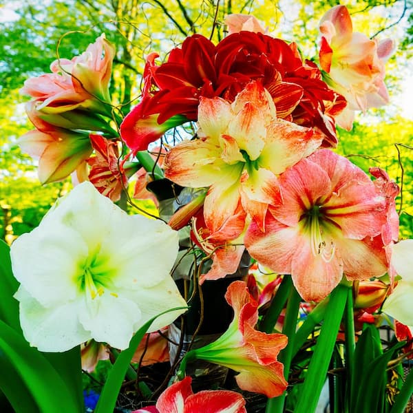 VAN ZYVERDEN Van Zyverden Quantity Landscape Saver Amaryllis For ...