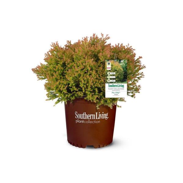 Reviews for SOUTHERN LIVING 2 Gal. Fire Chief Arborvitae (Thuja) Live ...