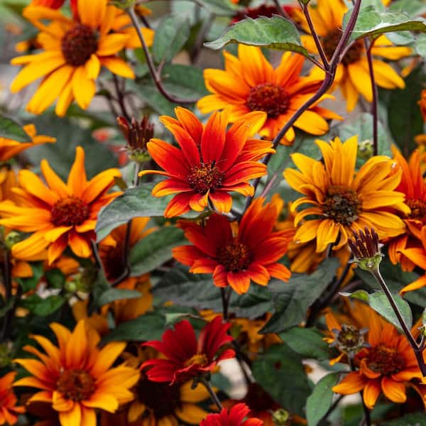 Spring Hill Nurseries Bleeding Hearts False Sunflower (Heliopsis), Bare ...