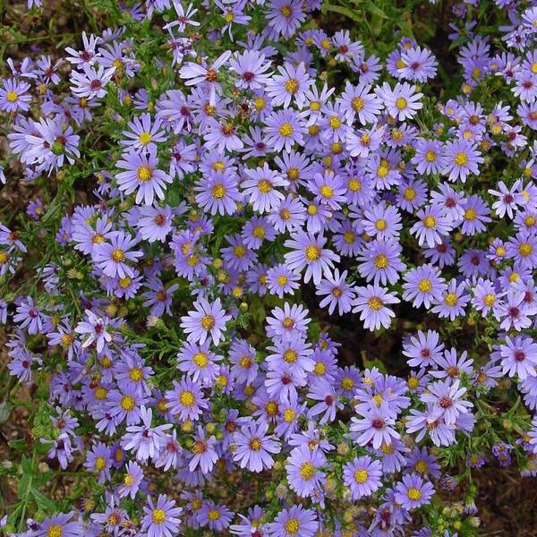 DIRECT GARDENING Blue Flowering American Aster Symphyotricum Dormant ...