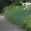 4.25 in. Juncus Blue Arrows Ornamental Grass 14693 - The Home Depot