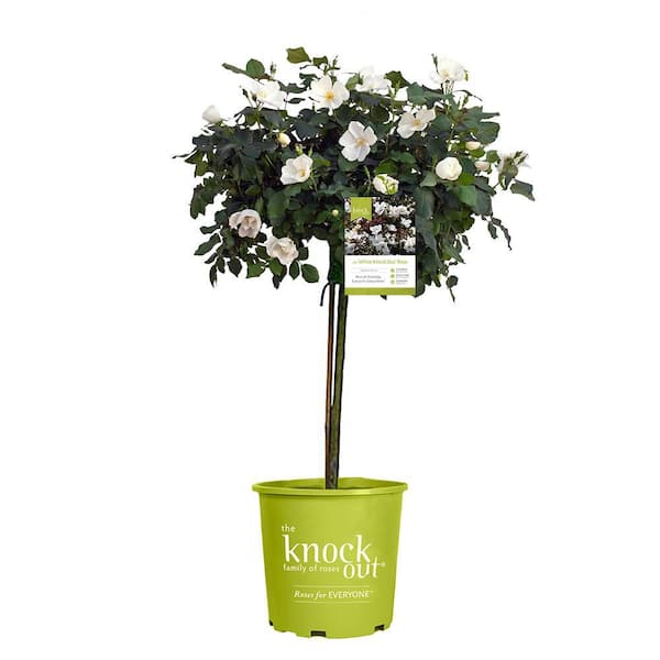 Alder & Oak #1 Container Groundcover Roses with White Flowers (4-Pack ...
