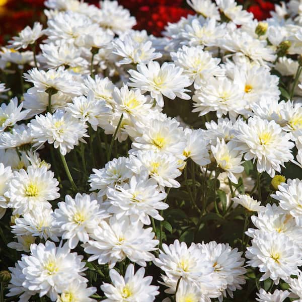 national PLANT NETWORK 8 in. White Chrysanthemum Plant with White ...