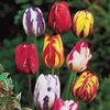 Breck's Rembrandt Multicolor Tulip Bulbs Mixture (10-Pack) 72753 - The ...