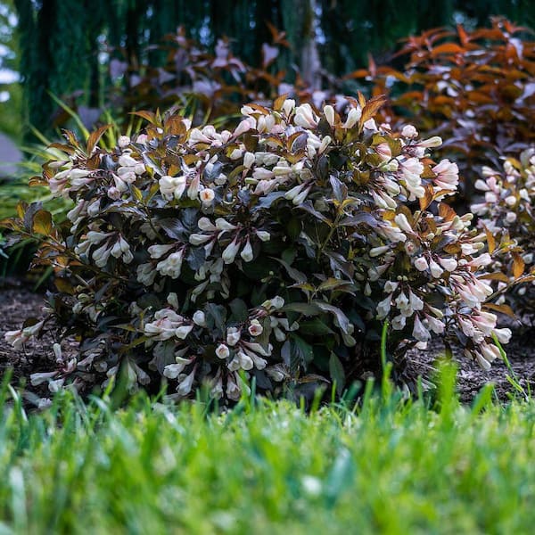 DIRECT GARDENING 2 Gal. Pot, Afterglow White and Pink Flowering Weigela ...