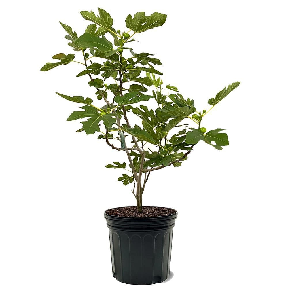 7 gal. Texas Everbearing Potted Fig Plant FIGEVE07G - The Home Depot